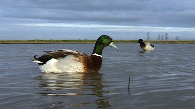 Chasse du canard à la tonne / Nos films / TGA Production